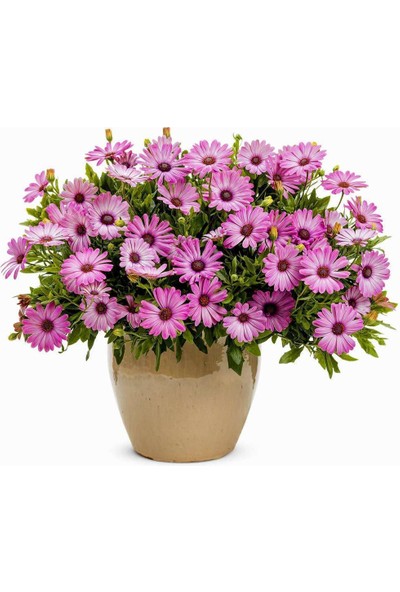 Lobelya Tohumculuk Pembe Renkli Bodrum Papatyası Çiçeği