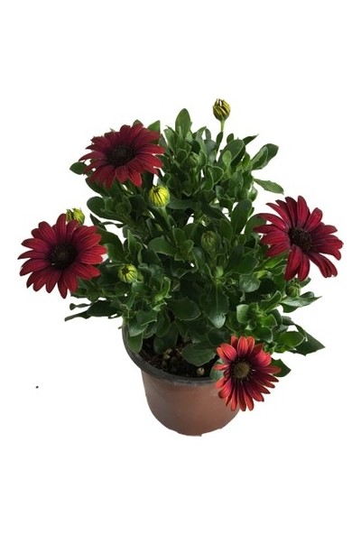 Lobelya Tohumculuk Koyu Kırmızı Renkli Bodrum Papatyası Çiçeği