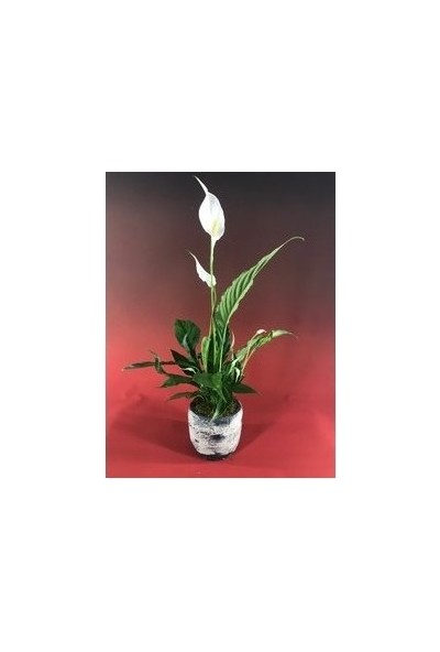 Çam Sakızı Barış Zambagı Spathiphyllum