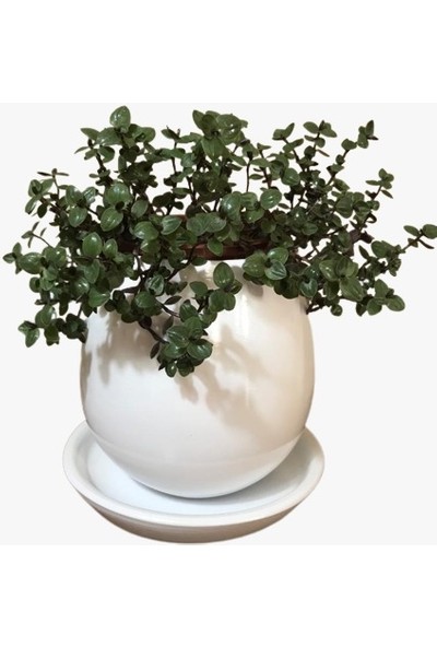 Boybeyis Botanik Tabaklı 13X15X15CM Renkli Çömlek Saksı