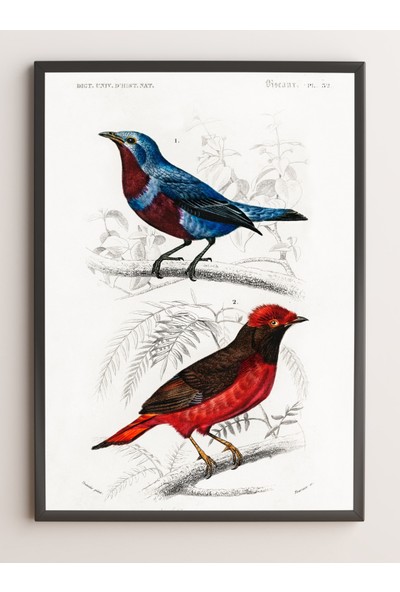 DuoArt Kuş Poster - Yüksek Çözünürlük Hd Duvar Posteri - Çerçevesiz