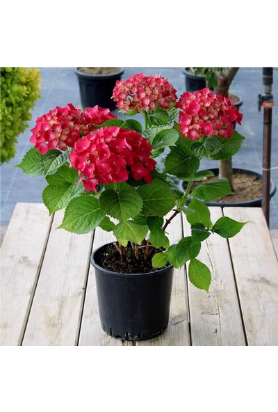 Nandina Botanik Aşılı Tüplü Ortanca Çiçeği Fidanı-Kırmızı