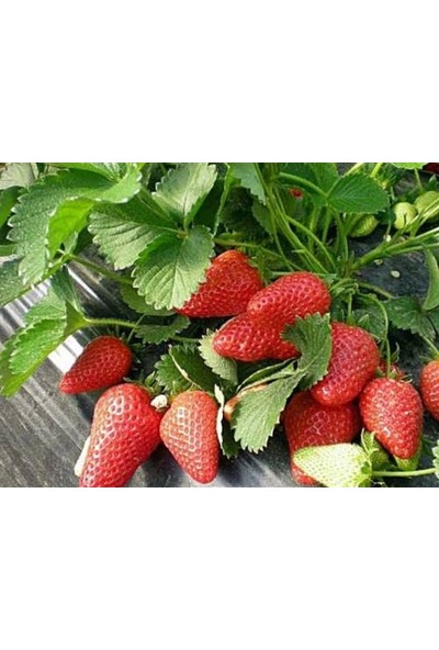 Nandina Botanik 5 Adet Starkıng Çilek Fidesi