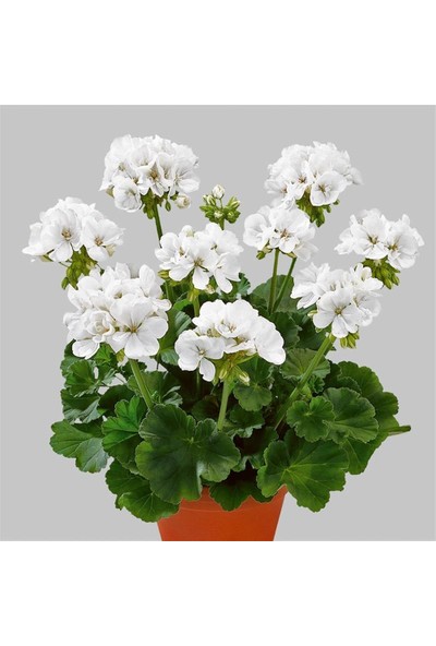 Nandina Botanik Canlı Saksılı Sardunya Çiçeği Fidanı-Beyaz Nandina Botanik Canlı Saksılı Sardunya Çiçeği Fidanı-Beyaz