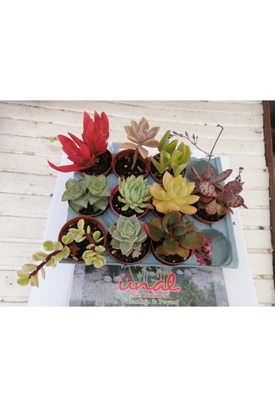 Ünal Kaktüs Sukulent Mix 10'lu