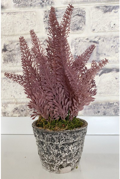 Hediye Vitrini Porselen Saksı Da Mor Yoğun Yapraklı Lavanta Çiçeği 20 cm Hediye Vitrini Porselen Saksı Da Mor Yoğun Yapraklı Lavanta Çiçeği 20 cm