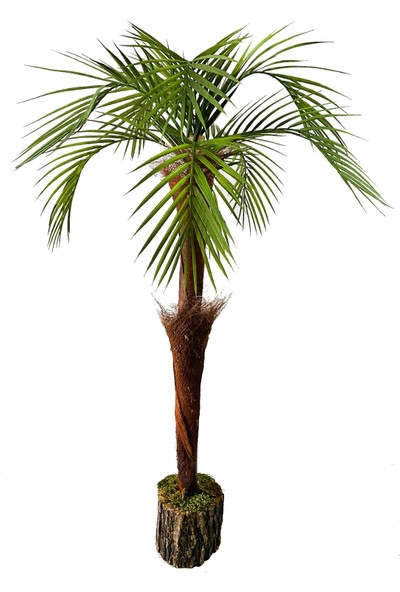 Hediye Vitrini Yapay Ağaç Odun Saksı Da Life Sarılı Palmiye Ağacı Tropikal Areka Ağacı 85 cm Hediye Vitrini Yapay Ağaç Odun Saksı Da Life Sarılı Palmiye Ağacı Tropikal Areka Ağacı 85 cm