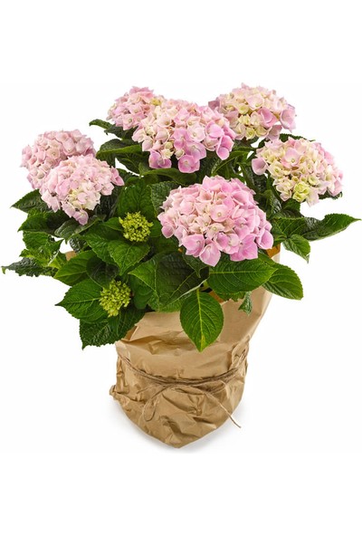 Nandina Botanik Aşılı Tüplü Ortanca Çiçeği Fidanı-Pudra