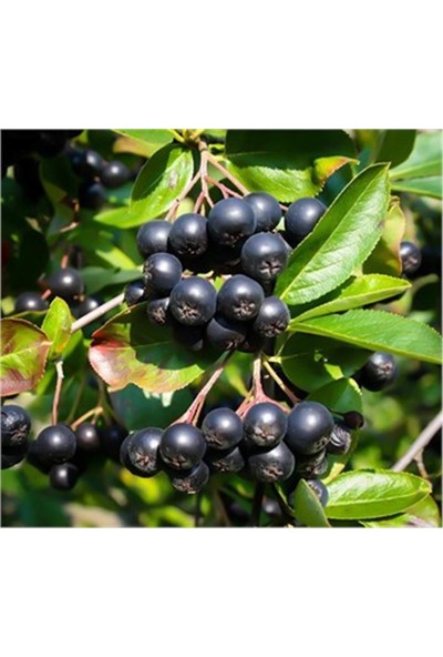 Aronya Kayseri Tüplü Aronya (Aronia) Viking Chokeberry Fidanı 1 Yaş Aronya Kayseri Tüplü Aronya (Aronia) Viking Chokeberry Fidanı 1 Yaş