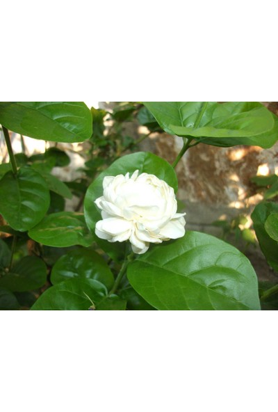 Lala Ahmet Botanik 2 Adet Kokulu, Katmerli Full Yasemin Çiçeği, Ful Arap Yasemini Torbada, 20-40 cm Lala Ahmet Botanik 2 Adet Kokulu, Katmerli Full Yasemin Çiçeği, Ful Arap Yasemini Torbada, 20-40 cm