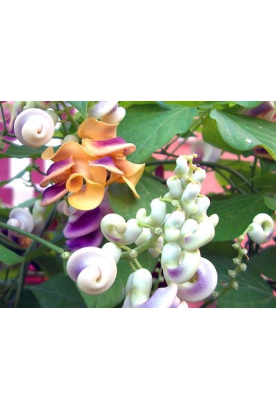 Ender Bulunan Kokulu Selluka Vigna Caracalla, Izmir Sarmaşığı, Dünyanın En Değerli Bitkilerinden Ender Bulunan Kokulu Selluka Vigna Caracalla, Izmir Sarmaşığı, Dünyanın En Değerli Bitkilerinden