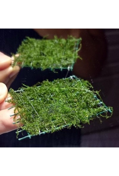 İthal Bitki Bubble Moss Tele Sarılı 5X5CM Yeni Sarım Canlı Bitki İthal Bitki Bubble Moss Tele Sarılı 5X5CM Yeni Sarım Canlı Bitki