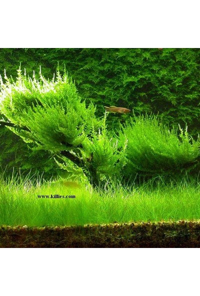 İthal Bitki Erect Moss Tele Sarılı Yeni Sarım Canlı Bitki 5 x 5 cm İthal Bitki Erect Moss Tele Sarılı Yeni Sarım Canlı Bitki 5 x 5 cm
