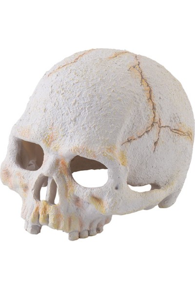 Exo Terra Insan Kafatası (S)