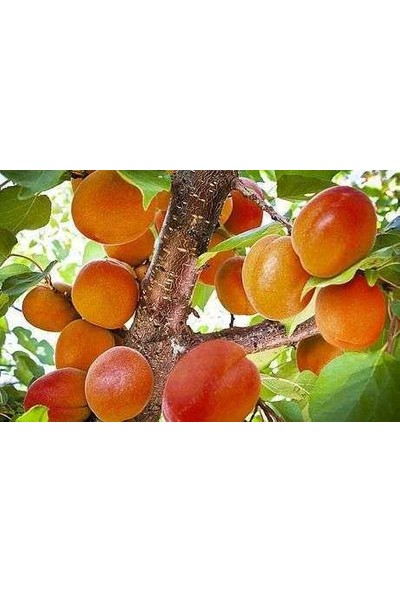 Peyzaj Yağmur Tüplü Fidan Alkayısı (Alyanak) Kayısı Fidanı