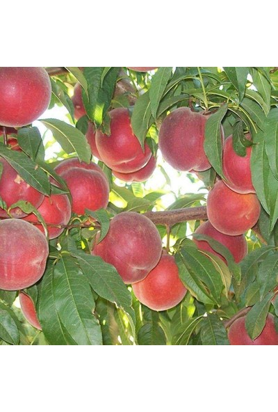 Peyzaj Yağmur Tüplü Fidan Transvalia Şeftali Fiadanı