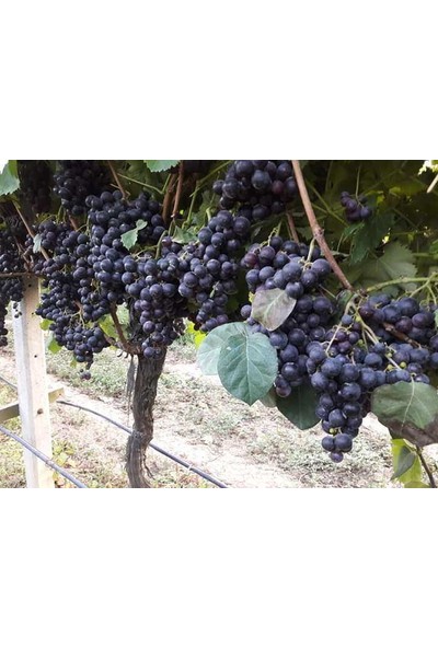 Peyzaj Yağmur Tüplü Fidan Alphonse Üzüm Fidanı