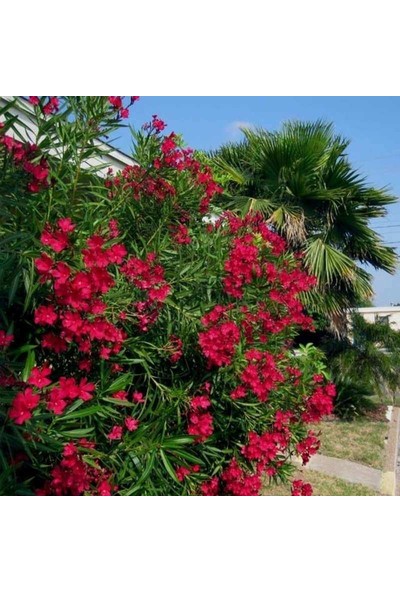 Peyzaj Yağmur 3 Adet Tüplü Katmerli Kırmızı Çiçekli Zakkum Fidanı Peyzaj Yağmur 3 Adet Tüplü Katmerli Kırmızı Çiçekli Zakkum Fidanı
