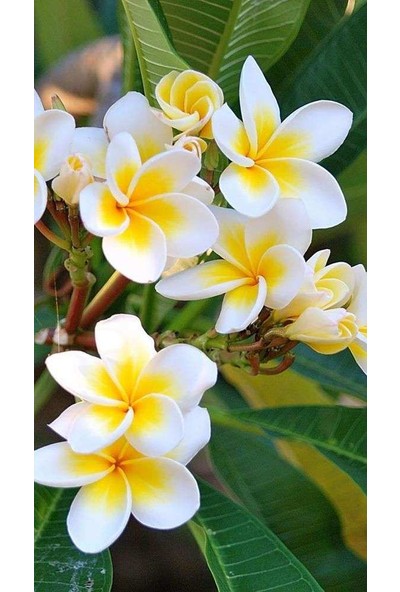 Peyzaj Yağmur Saksıda Amerikan Fulu (Plumeria Alba) Ağacı Fidanı