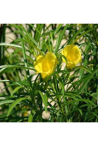 Peyzaj Yağmur Peru Zakkum Fidanı ( 5 Yaş Saksılı Üzeriçiçekli) Peyzaj Yağmur Peru Zakkum Fidanı ( 5 Yaş Saksılı Üzeriçiçekli)