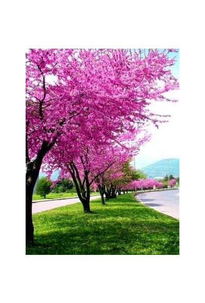 Peyzaj Yağmur 2 Adet Tüplü Erguvan Fidanı (30-60 Cm)