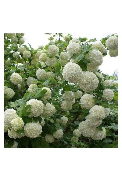 Peyzaj Yağmur 2 Adet Tüplü Beyaz Çiçekli (Kokuklu ) Kartopu Viburnum Fidanı Peyzaj Yağmur 2 Adet Tüplü Beyaz Çiçekli (Kokuklu ) Kartopu Viburnum Fidanı