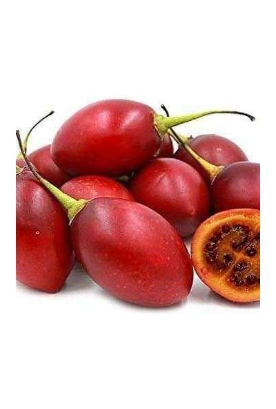Peyzaj Yağmur Domates Ağacı Tamarillo Meyvesi Fidanı