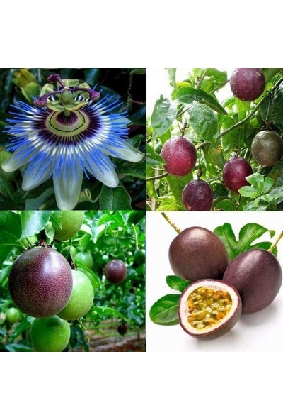 Peyzaj Yağmur 2 Adet Tüplü Mavi Çiçekli Kokulu Passiflora Ağacı Fidanı Peyzaj Yağmur 2 Adet Tüplü Mavi Çiçekli Kokulu Passiflora Ağacı Fidanı