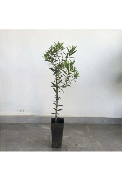 Peyzaj Yağmur 10 Adet Saksıl Tam Bodur Arbequina Zeytin Fidanı 1 Yaş - 40-60 cm Boy