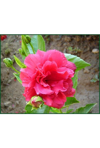 Peyzaj Yağmur Katmerli Japon Gülü Fidanı, Pembe, Saksılı(Boy 70CM Ile 1m) Peyzaj Yağmur Katmerli Japon Gülü Fidanı, Pembe, Saksılı(Boy 70CM Ile 1m)