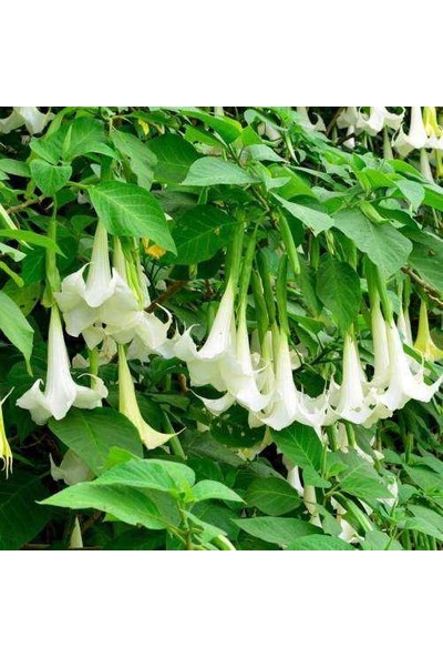 Peyzaj Yağmur Tüplü Beyaz Renkli Meleklerin Borazanı Fidanı( Boy 1m )