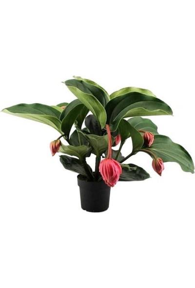 Tunç Botanik Medine Gülü Çiçeği - Medinilla Magnifica Hediyelik Ev Bitkisi Tunç Botanik Medine Gülü Çiçeği - Medinilla Magnifica Hediyelik Ev Bitkisi