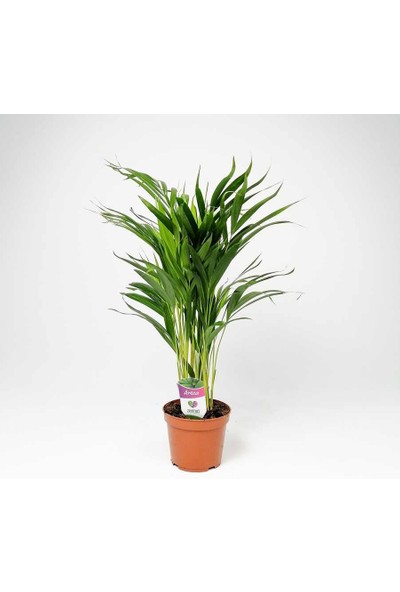 Fidan Burada Areka Palmiyesi Dypsis Lutescens 40-50cm Fidan Burada Areka Palmiyesi Dypsis Lutescens 40-50cm