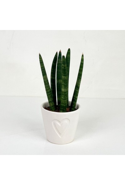 Fidan Burada Sansevieria Cylindrica Kalp Saksılı Beyaz