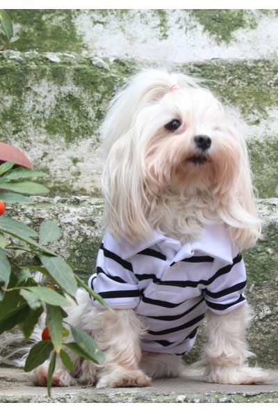 Polo Yaka Köpek Kıyafeti Siyah Çizgili Beyaz