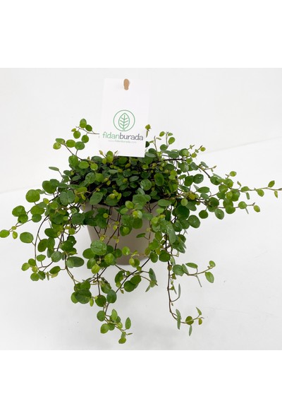 Fidan Burada Avusturalya Sarmaşığı- Muehlenbeckia Fidan Burada Avusturalya Sarmaşığı- Muehlenbeckia