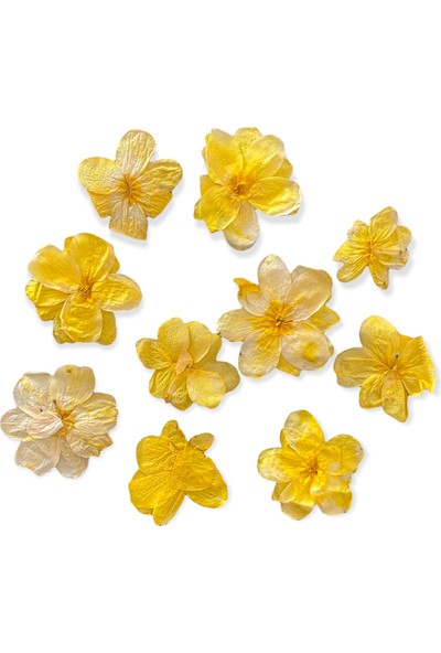 Epoksi Kalıpları Gerçek Kurutulmuş Çiçek , Kuru Çiçek 1-3 Cm, Epoksi Kuru Çiçe
