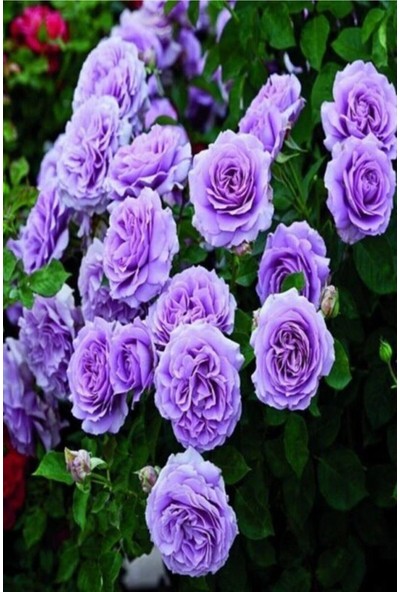 Biorganix Yediveren Lila Gül Fidanı 1 Adet 30-50 cm Yediveren Lilac Rose Biorganix Yediveren Lila Gül Fidanı 1 Adet 30-50 cm Yediveren Lilac Rose