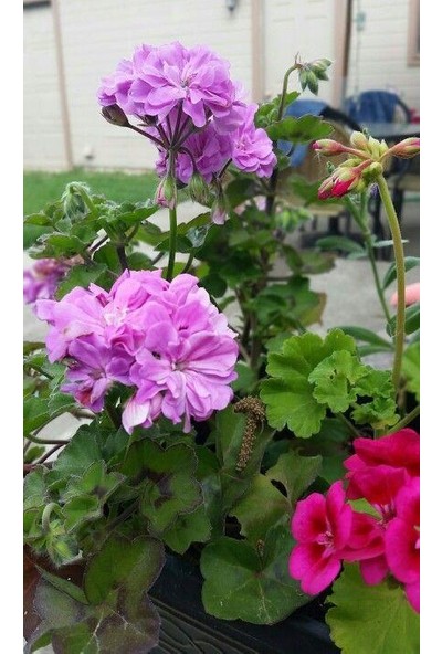 Biorganix Saksılı Lila Sardunya Çiçeği 15-25 cm Potted Lilac Geranium Flower Biorganix Saksılı Lila Sardunya Çiçeği 15-25 cm Potted Lilac Geranium Flower