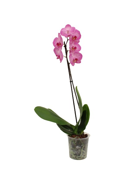 Akdoğa Phalaenopsis Orkide 60-80CM Tek Dallı Ithal Çizgili Pembe Ev Ofis Dekoru Hediyesi