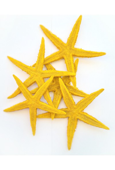 Evinizdeki Okyanus Esintisi Turkuaz Hediyelik Gerçek Deniz Yıldızı 10-11 Cm-Sarı-5 Adet Evinizdeki Okyanus Esintisi Turkuaz Hediyelik Gerçek Deniz Yıldızı 10-11 Cm-Sarı-5 Adet