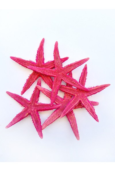 Evinizdeki Okyanus Esintisi Turkuaz Hediyelik Gerçek Deniz Yıldızı 10-11 Cm-Pembe-5 Adet Evinizdeki Okyanus Esintisi Turkuaz Hediyelik Gerçek Deniz Yıldızı 10-11 Cm-Pembe-5 Adet