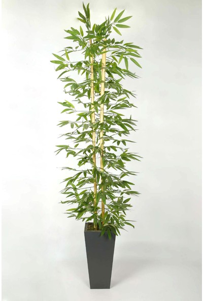 MH Mini Hediye Yapay Bambu Ağacı Ahşap Saksıda Yapay Çiçek Yoğun Dolgun Yapraklı 170 cm MH Mini Hediye Yapay Bambu Ağacı Ahşap Saksıda Yapay Çiçek Yoğun Dolgun Yapraklı 170 cm