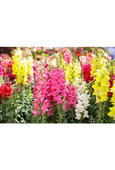 The Best Online Aslanağzı Çiçeği Potta 5 Adet The Best Online Aslanağzı Çiçeği Potta 5 Adet