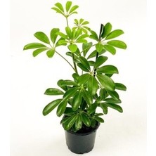 İç Mekan Bitki Çeşitleri ve Fiyatları | İndirimli Salon Çiçekleri