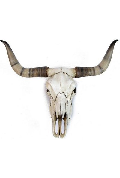 Veronese Bufalo Kafatası Boynuzlu Kuru Kafa Figür