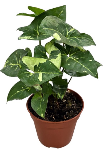 Syngonium Podophyllum 'panda'