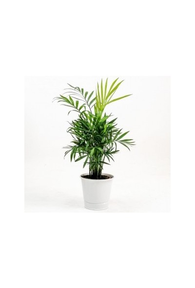 Fidan Burada Dağ Palmiyesi 30-40cm Beyaz Dekoratif Saksılı Chamaedorea Elegans Fidan Burada Dağ Palmiyesi 30-40cm Beyaz Dekoratif Saksılı Chamaedorea Elegans