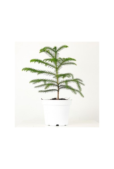 Fidan Burada AROKARYA (Araucaria Heterophylla) Salon Çamı-İthal- Mini Boy 30 Cm Fidan Burada AROKARYA (Araucaria Heterophylla) Salon Çamı-İthal- Mini Boy 30 Cm