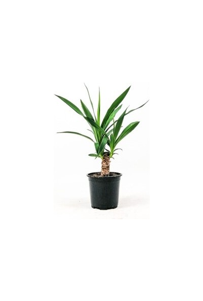 Fidan Burada YUKA BİTKİSİ (Yucca Massengena) Tek Gövdeli Fidan Burada YUKA BİTKİSİ (Yucca Massengena) Tek Gövdeli